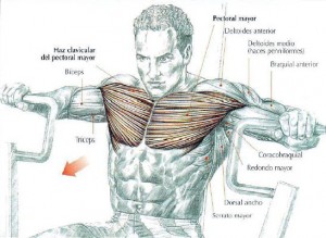 Pecho - Blog Nutriline